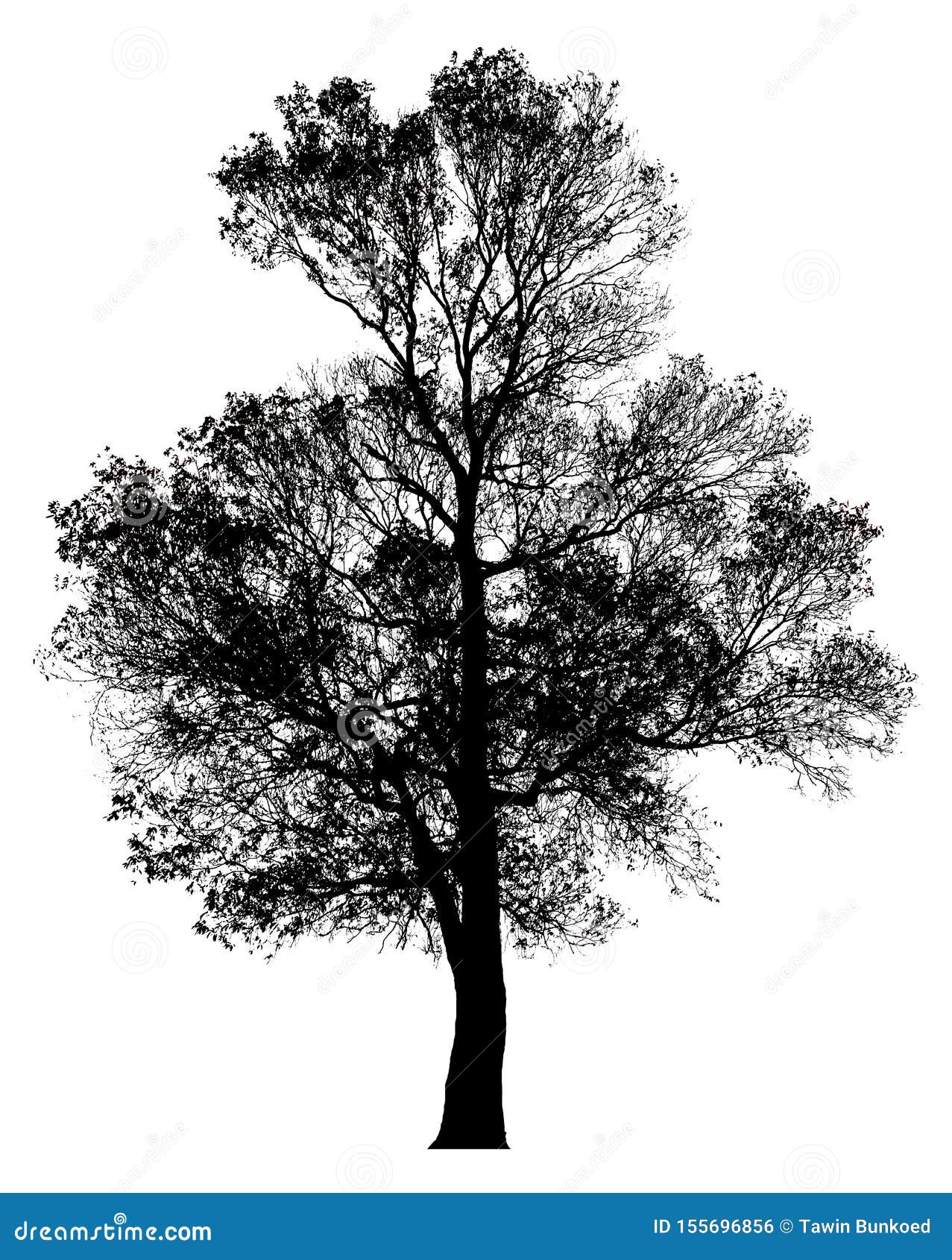 Black Shadows, Large Trees that are Completely Isolated on a White ...
