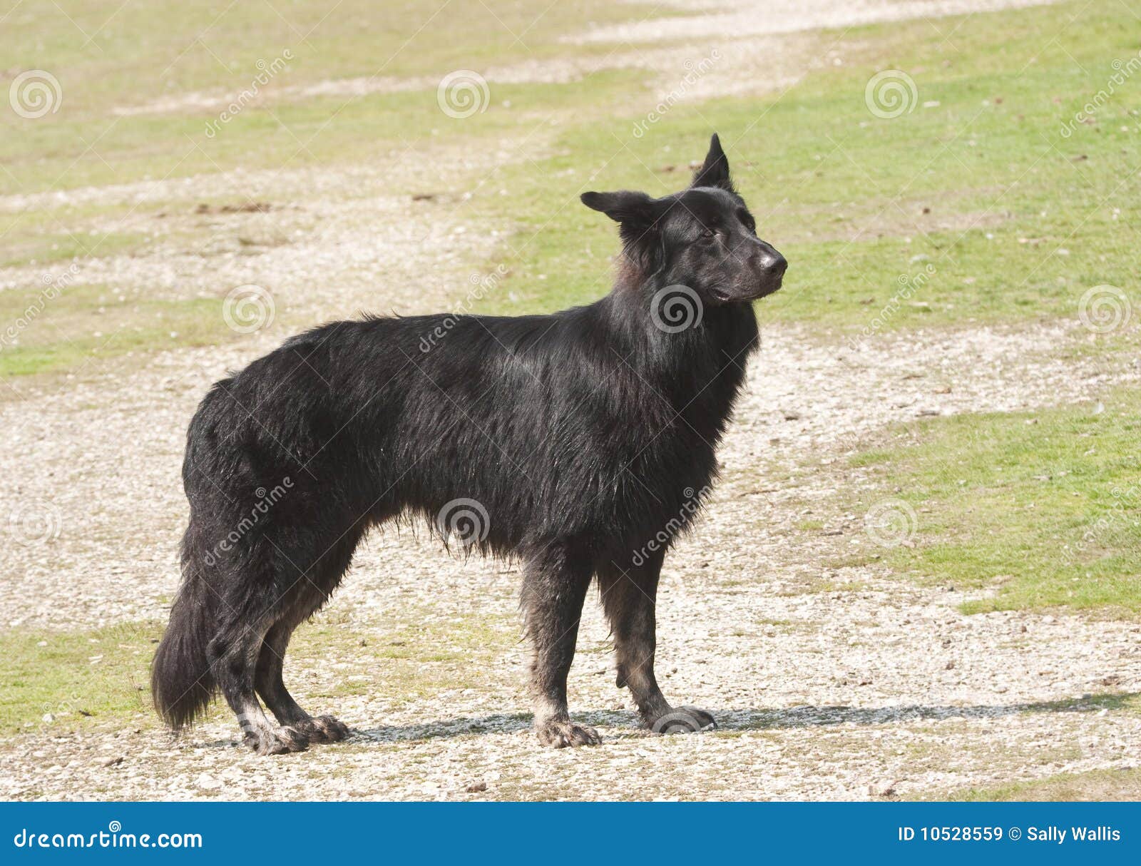 Black shaggy dog waiting stock image. Image of tail, beach - 10528559