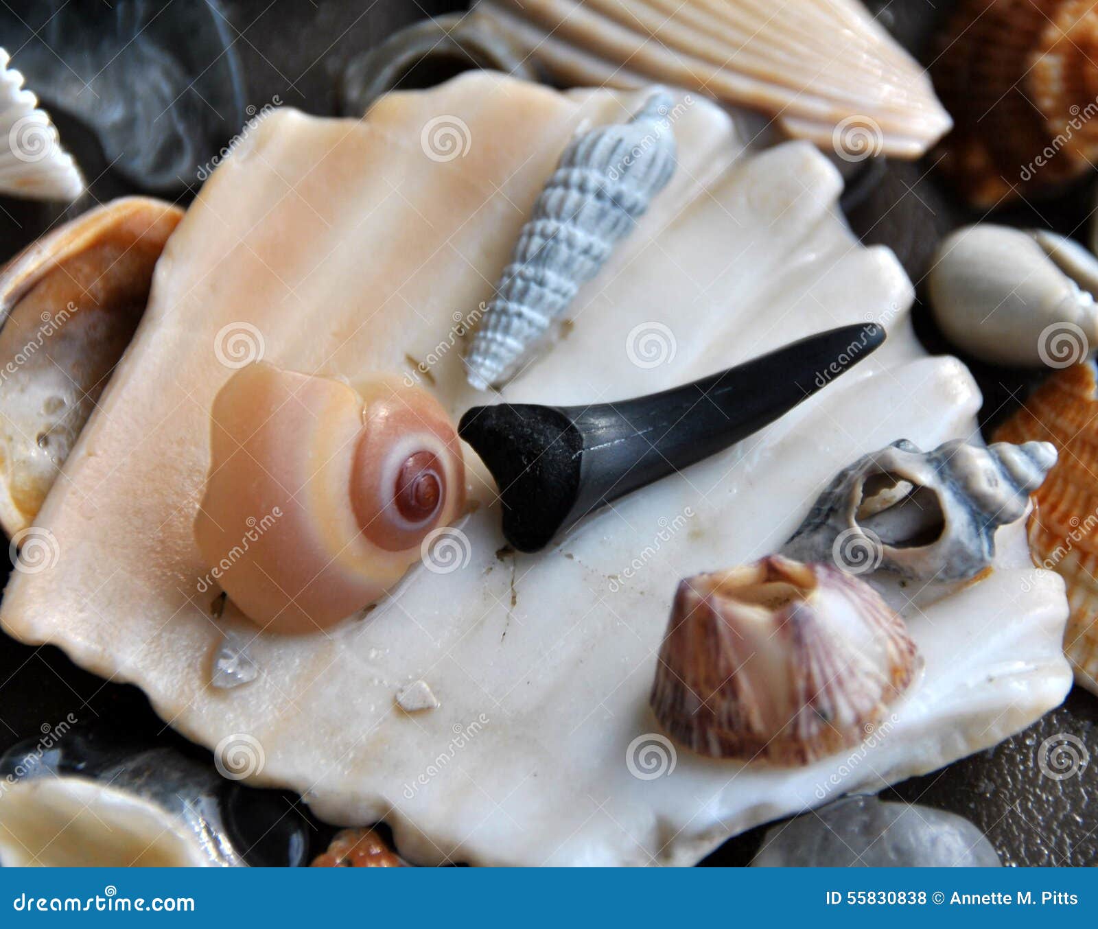 Black Shark Tooth and Shells Stock Photo - Image of little, textures ...