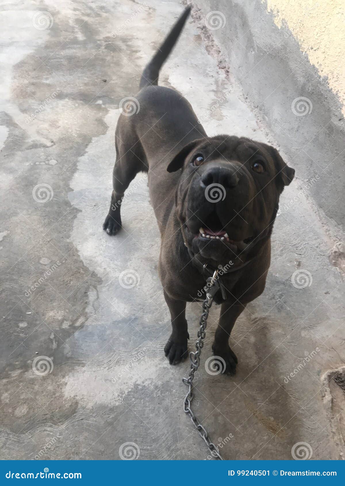 Black sharpai smile stock image. Image of happy, black - 99240501