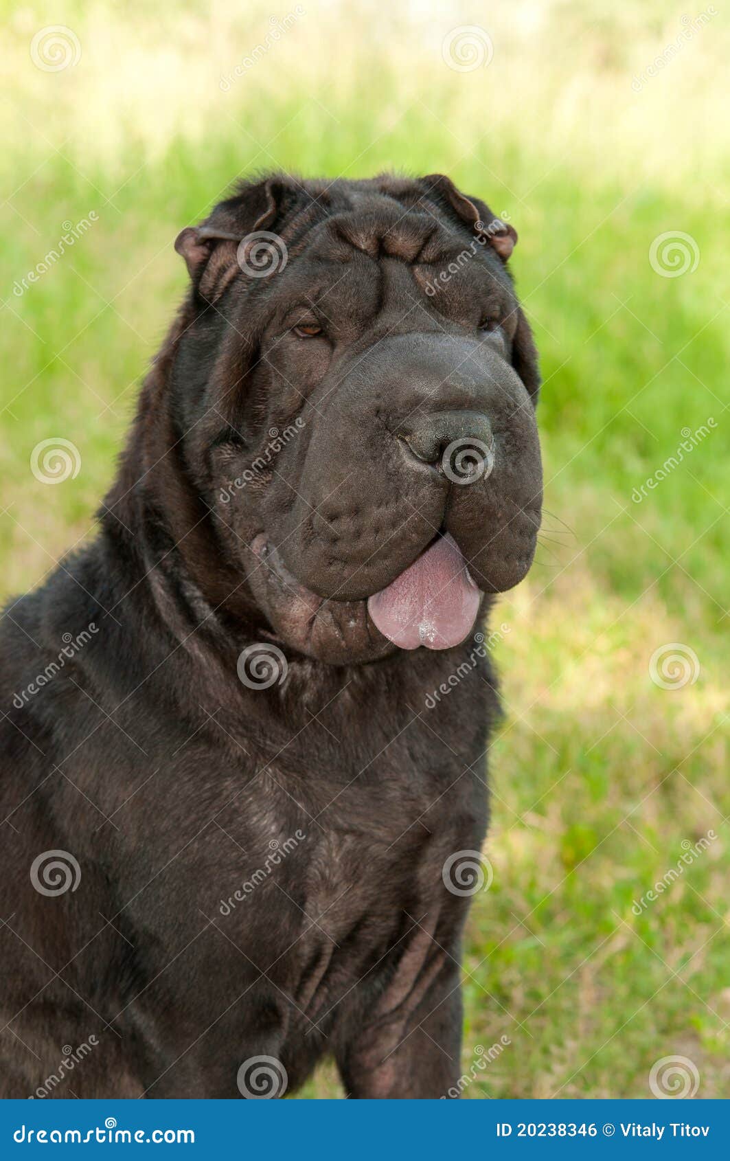 Black Sharpei Sitting in the Park Stock Photo - Image of friendship ...