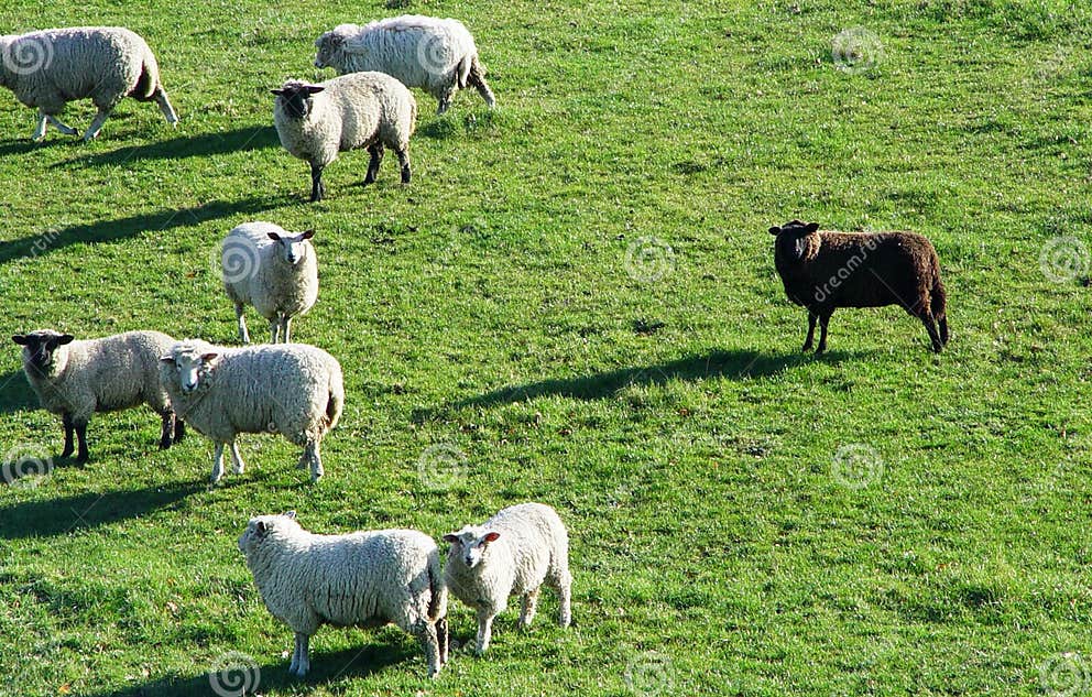 The black sheep stock photo. Image of wool, farming, misfit - 10864