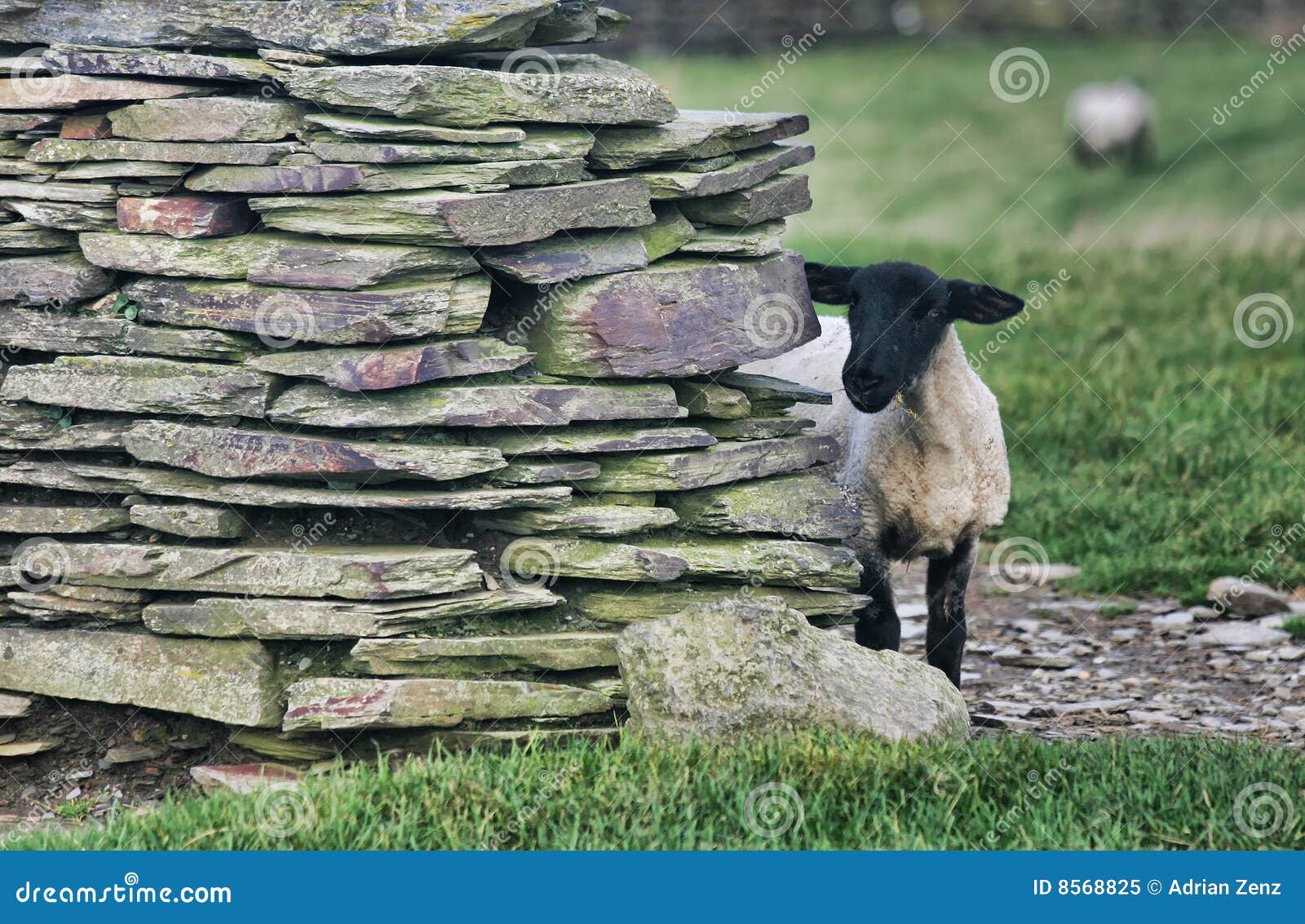 Black Sheep Behind the Wall Stock Image - Image of sheep, herd: 8568825