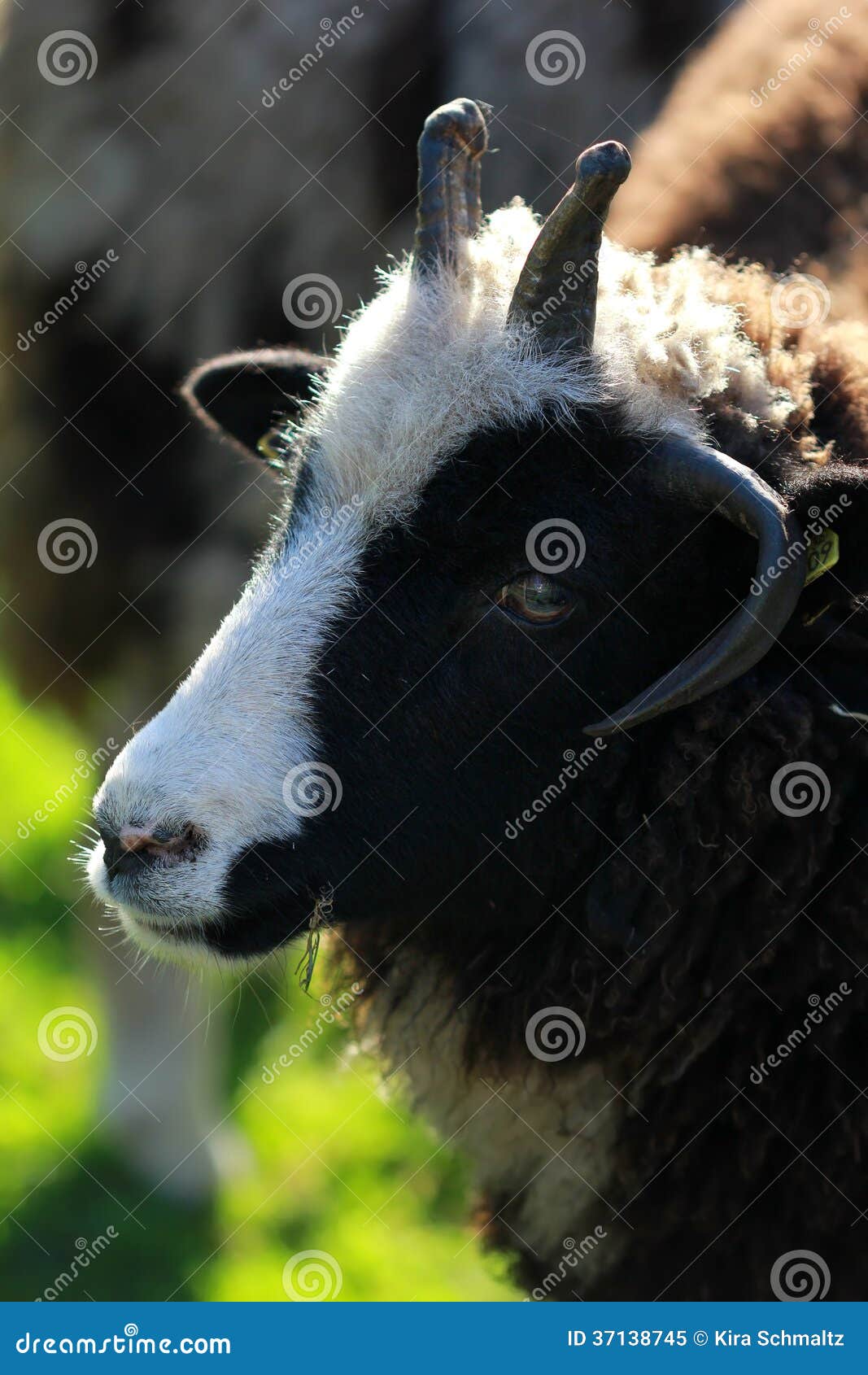 Black sheep close-up stock image. Image of closeup, farm - 37138745
