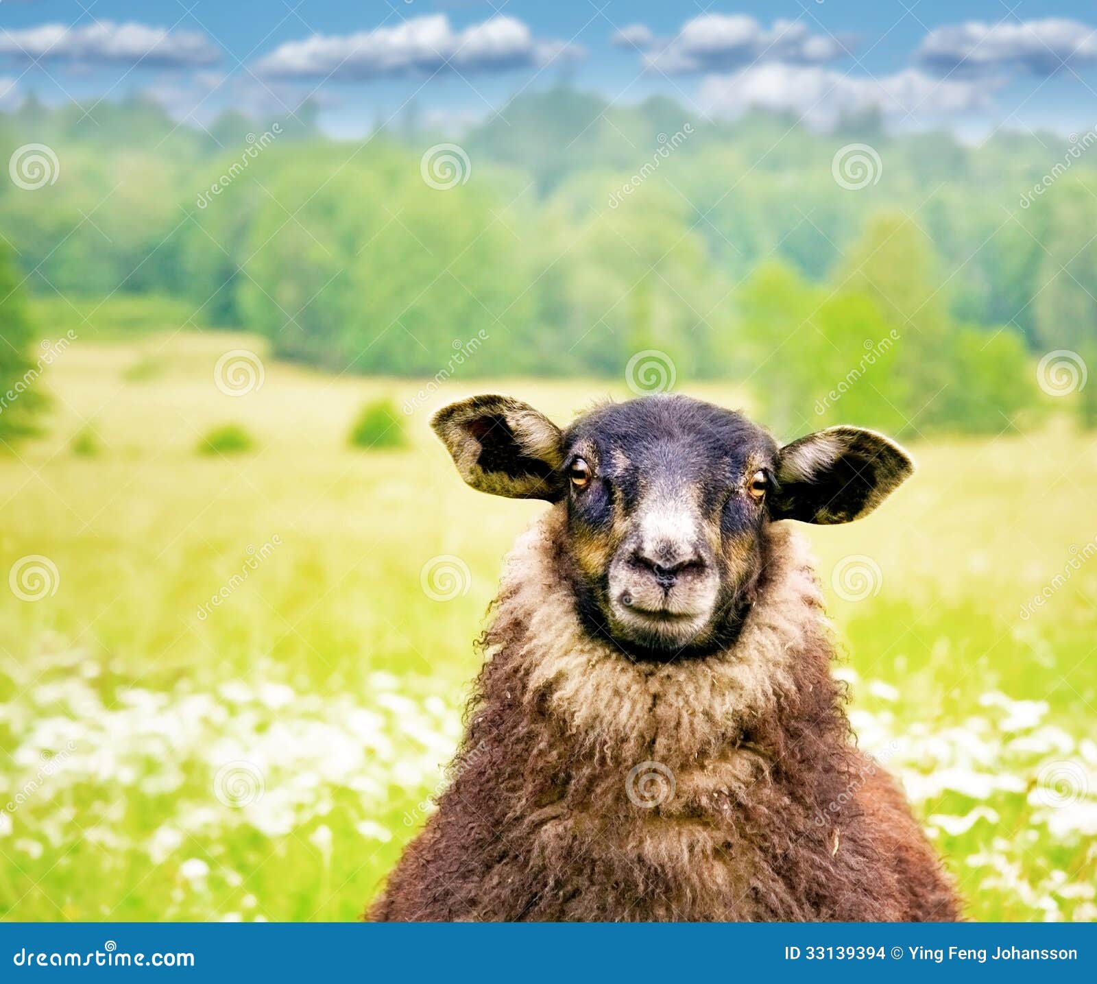 Black sheep stock photo. Image of portrait, landscape - 33139394