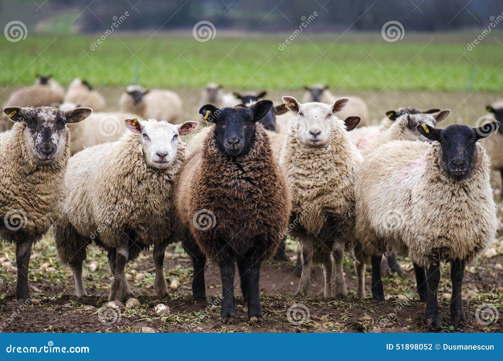 Black sheep stock photo. Image of desktop, cheese, black - 51898052