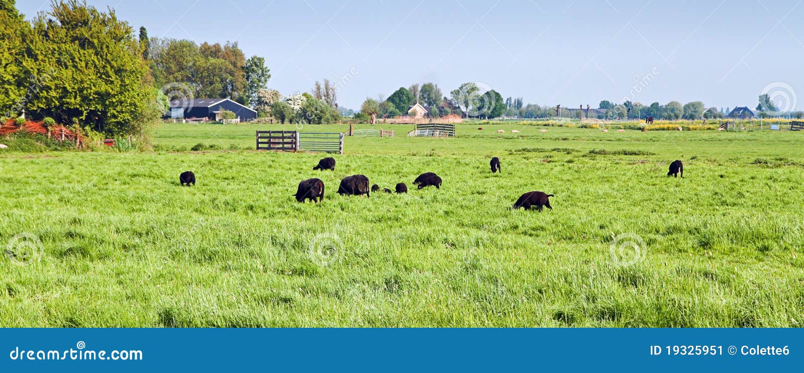 Black Sheep in Dutch Country Landscape Stock Image - Image of farm ...