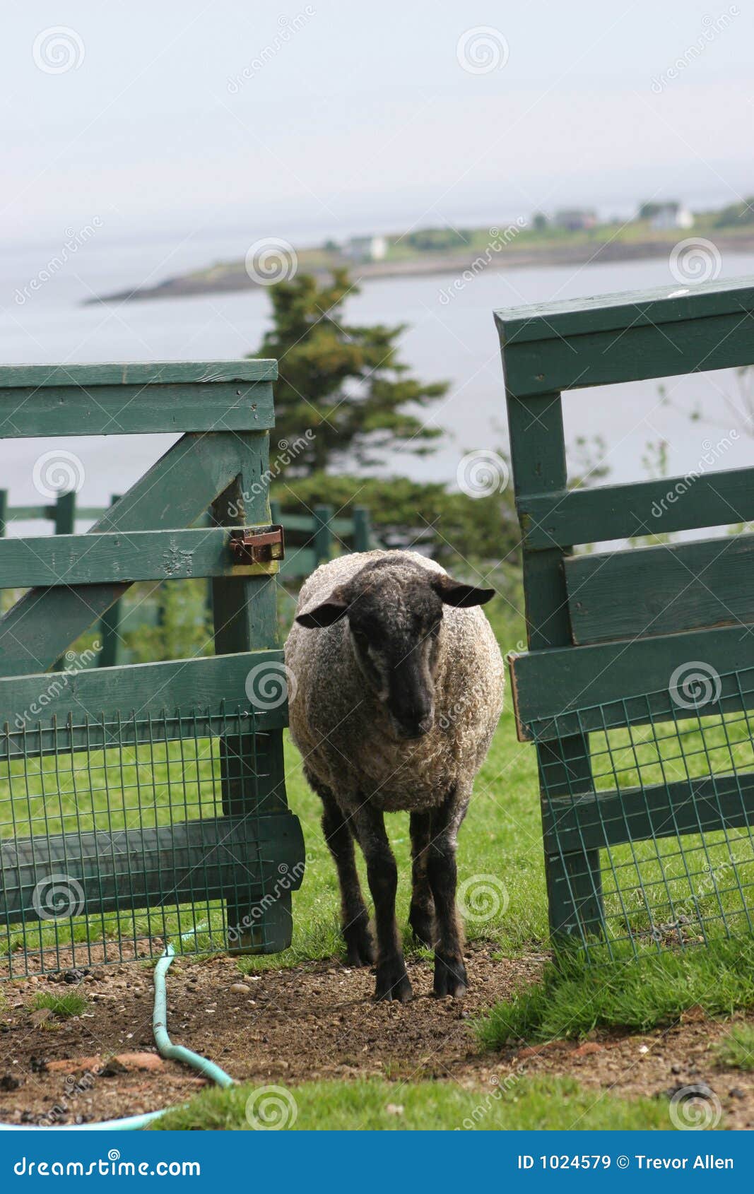 Black Sheep Escape stock image. Image of escape, gentle - 1024579