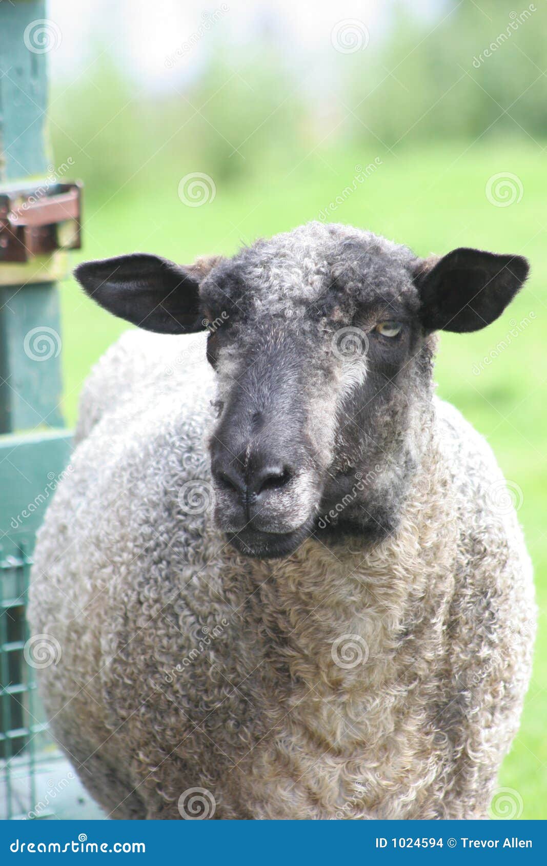 Black Sheep Escaping stock photo. Image of face, black - 1024594