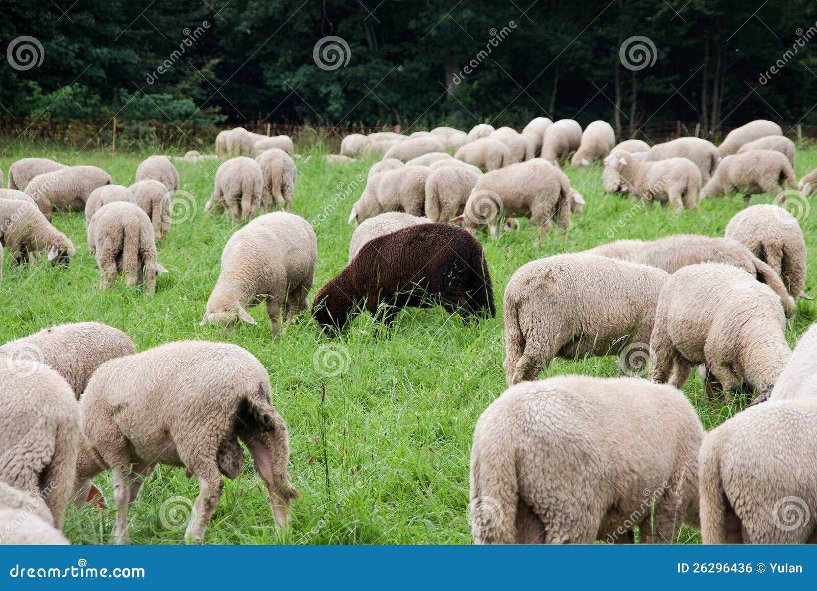 A black sheep in a flock stock photo. Image of animal - 26296436