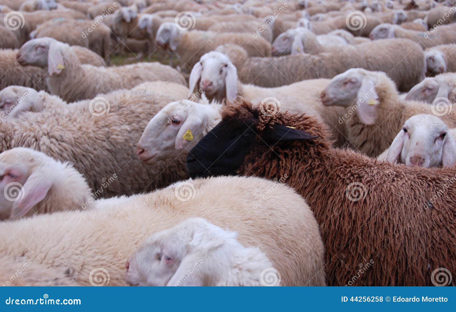 Black sheep stock photo. Image of field, animals, capra - 44256258