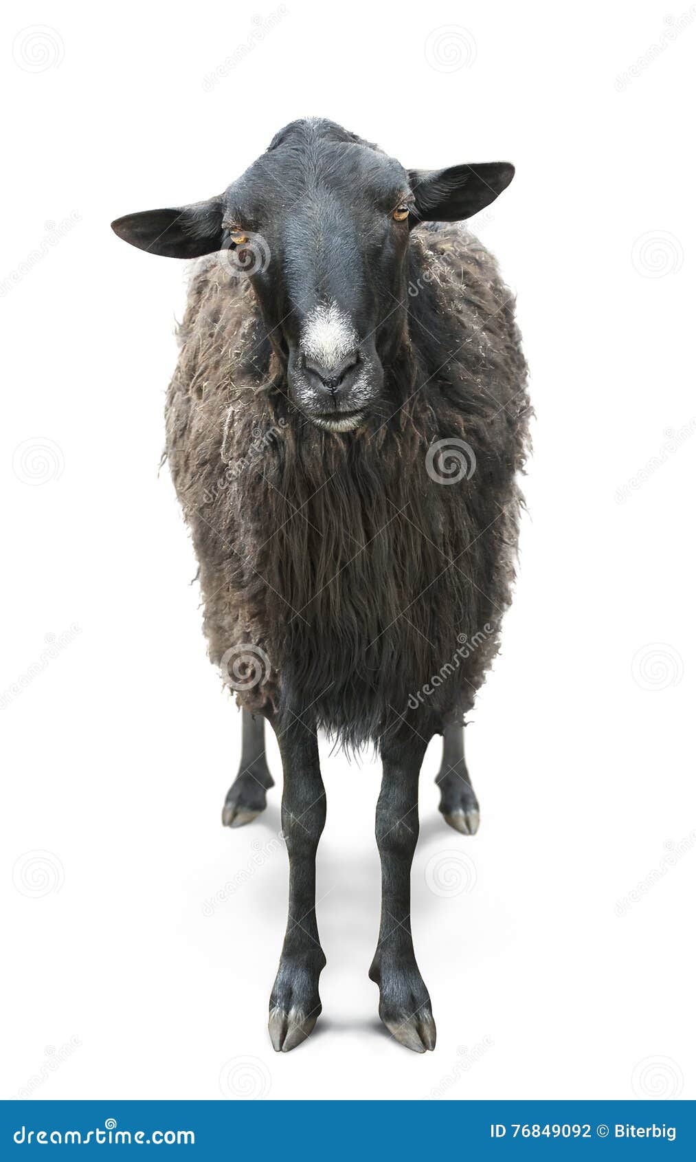 Black sheep front view stock photo. Image of looking - 76849092