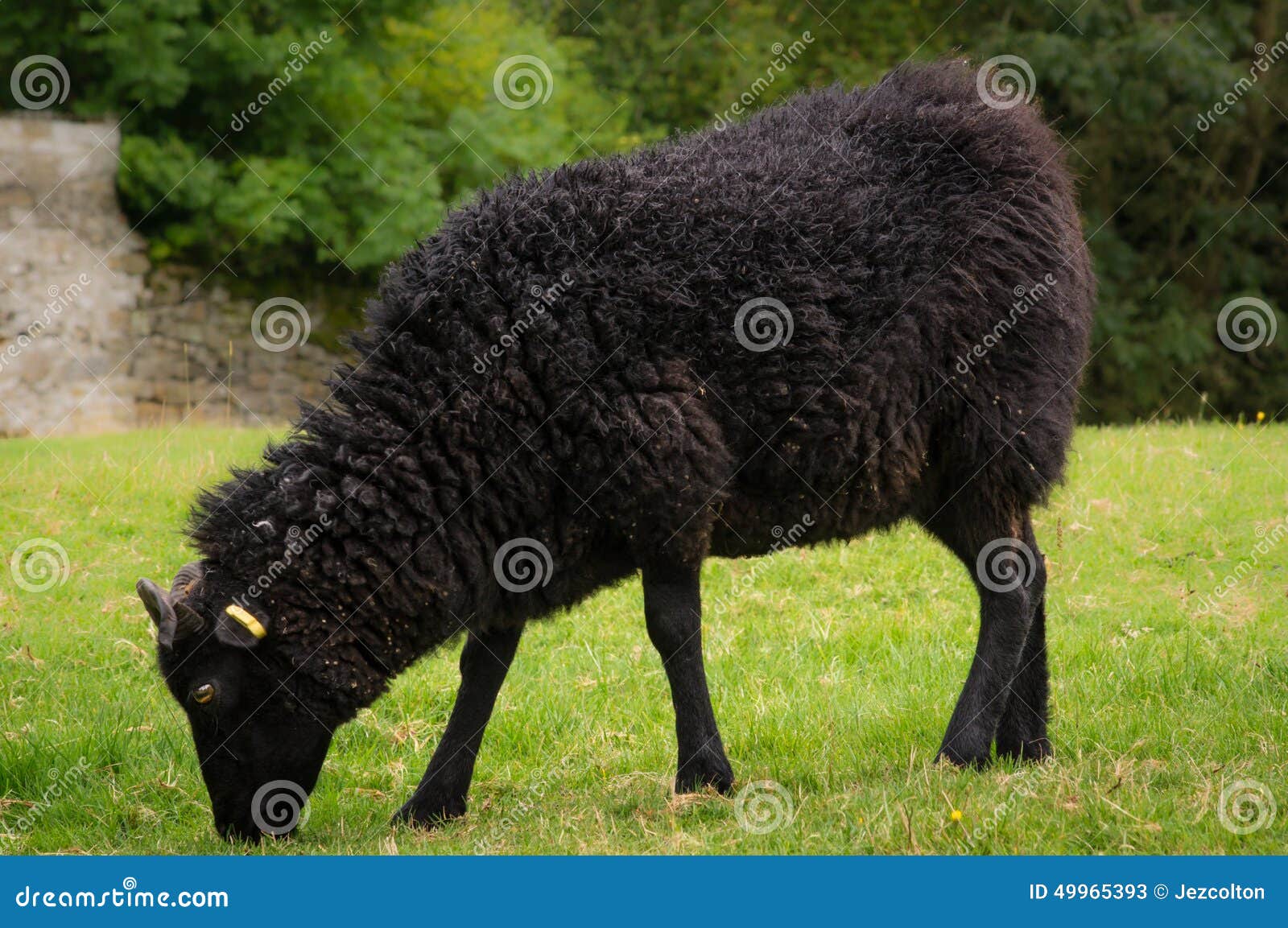 Black Sheep stock image. Image of farming, meadow, livestock - 49965393