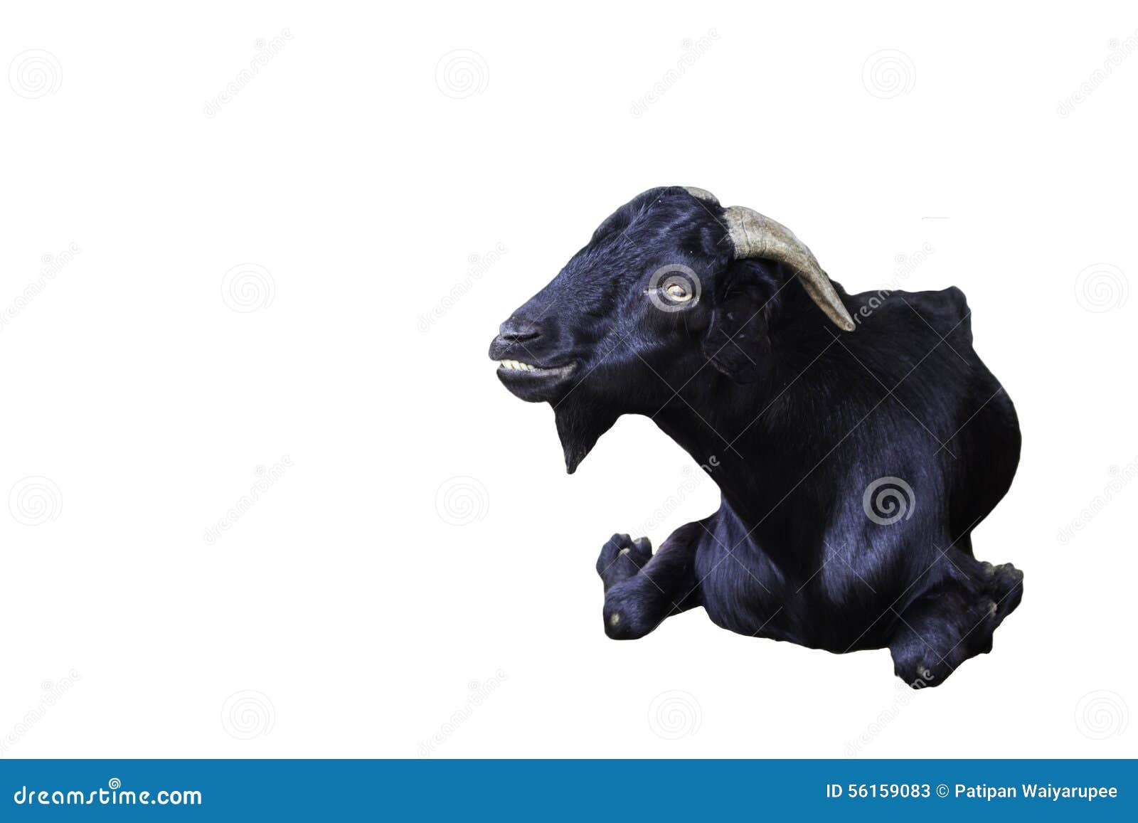 Black sheep stock image. Image of isolated, black, safari - 56159083