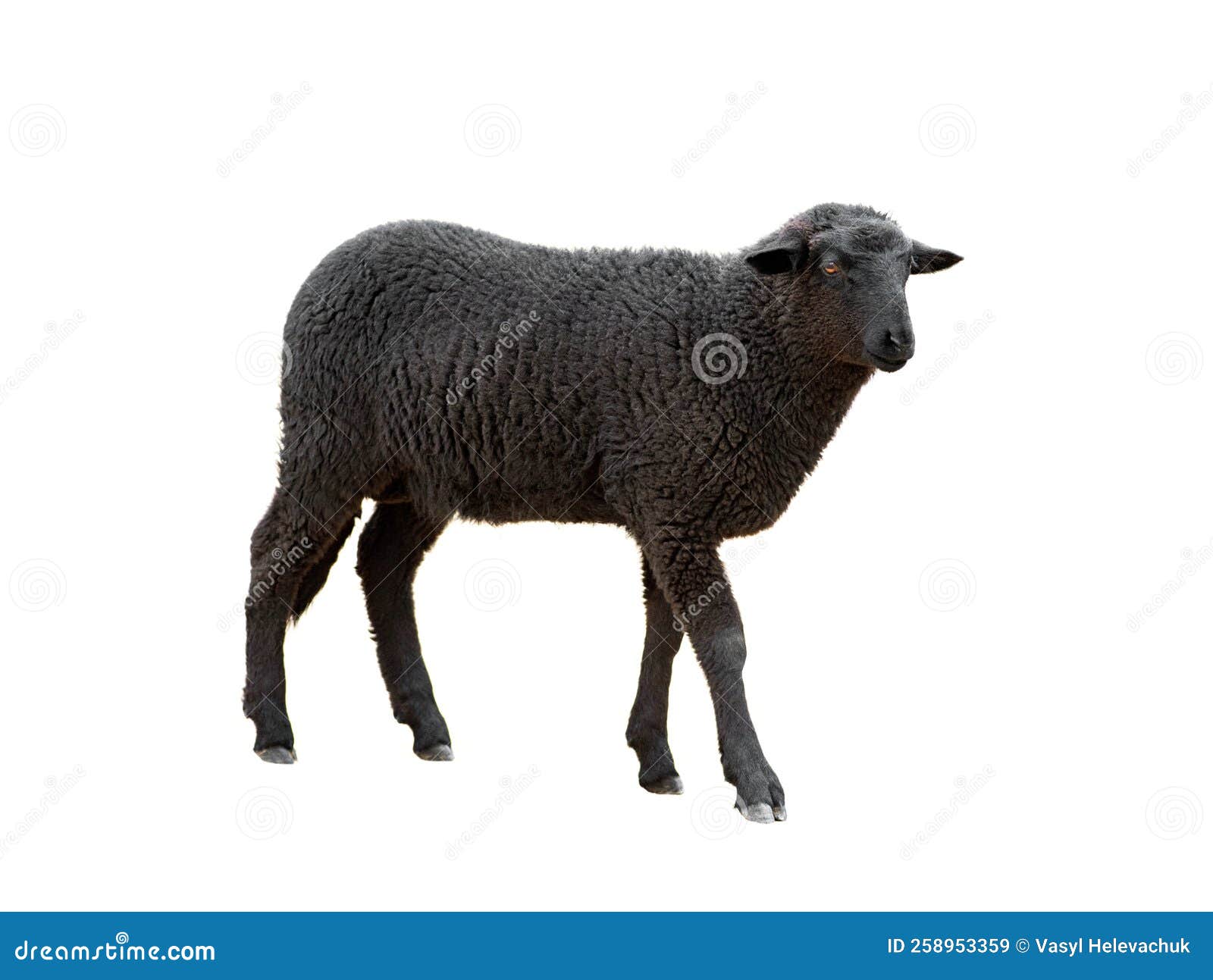 Black Sheep Isolated on White Background Stock Image - Image of symbol ...