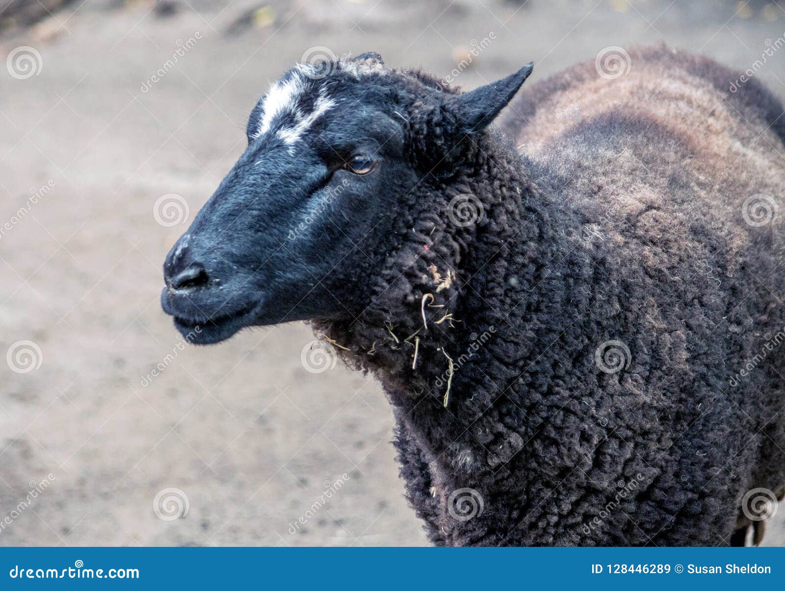 Black Sheep At A Local Farm Stock Image - Image of close, background ...
