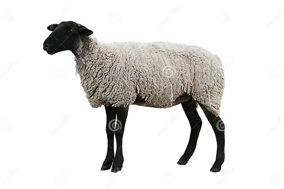 Black Sheep with path stock photo. Image of wooly, domestic - 4697208