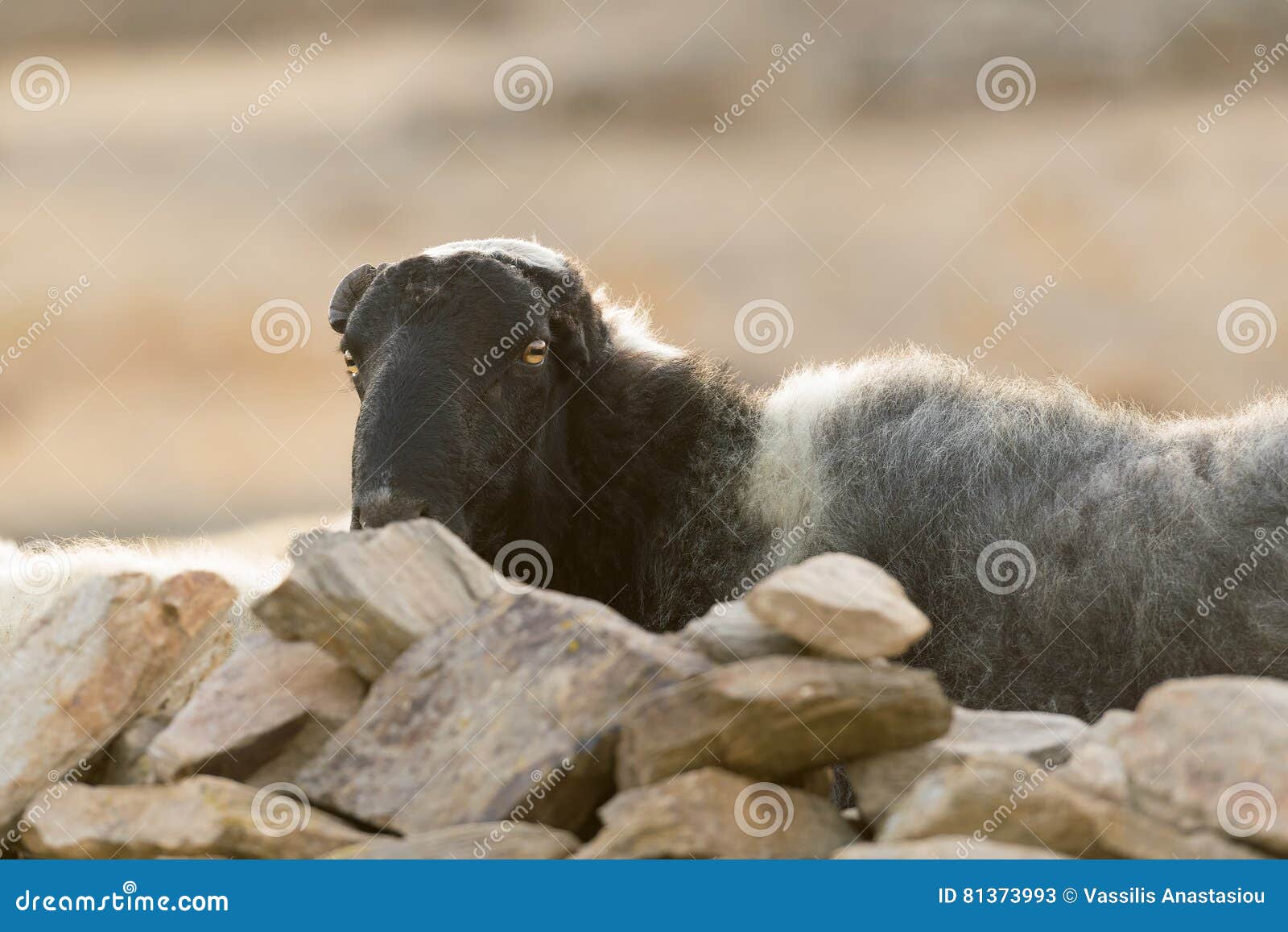 Black Sheep Portrait Hiding Behind Rocks. Stock Image - Image of ...