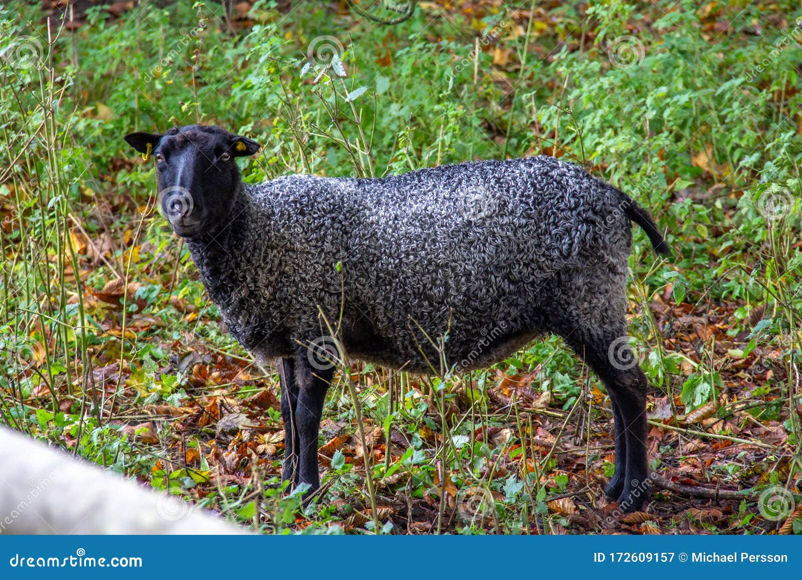 A Black Sheep in Profile View in a Pasture Stock Image - Image of ...