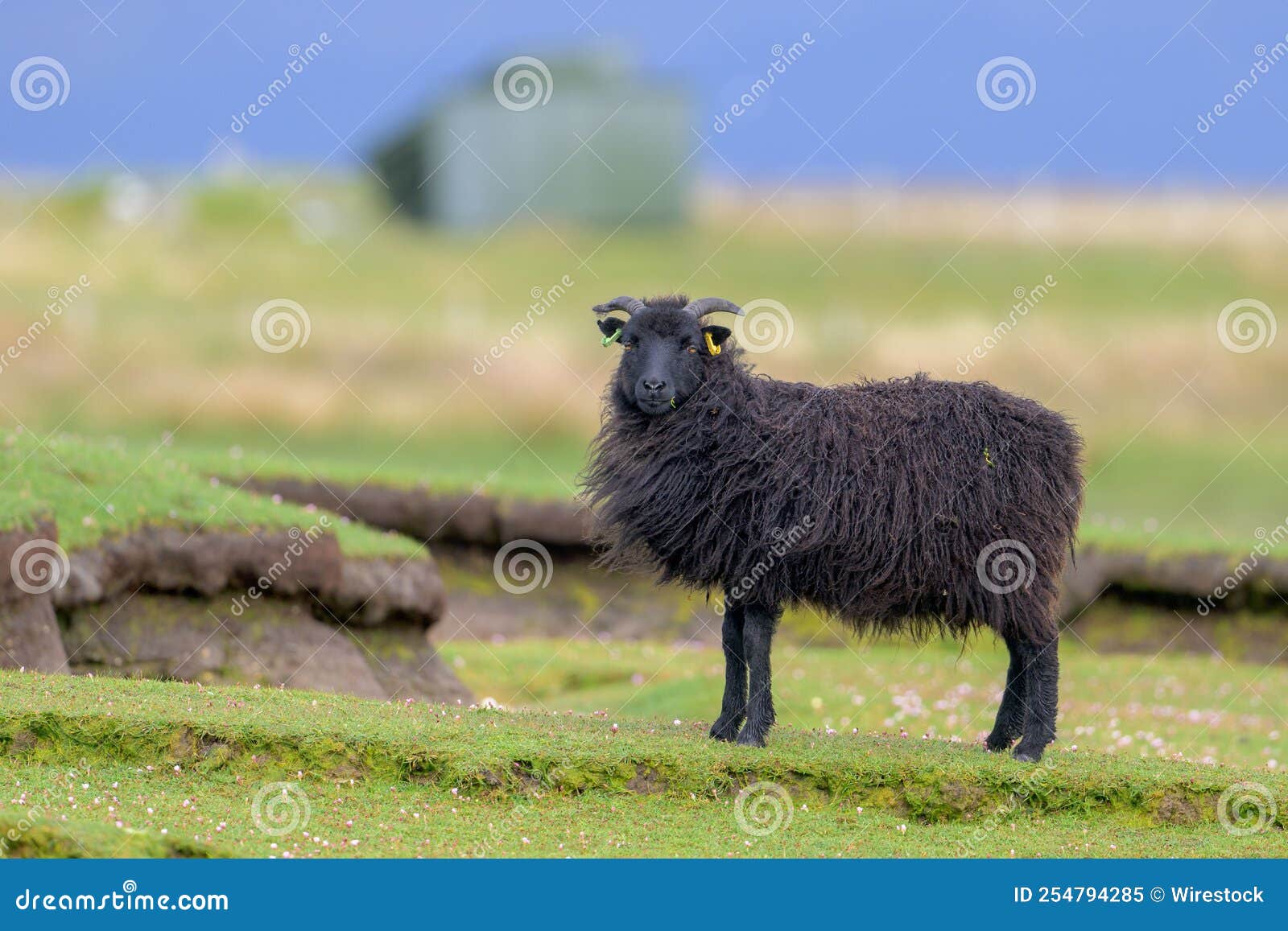 Black Sheep Standing in a Field Stock Image - Image of rural, grass ...