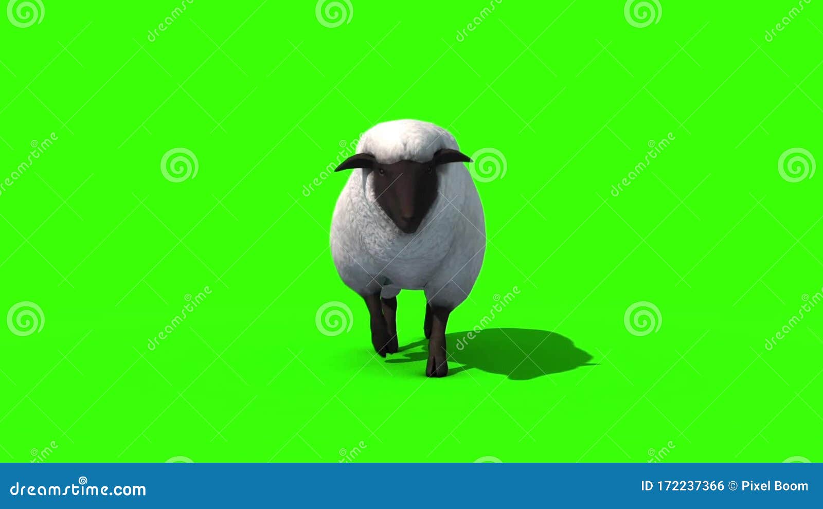 Black Sheep Walkcycle Front Green Screen 3D Rendering Animation Stock ...