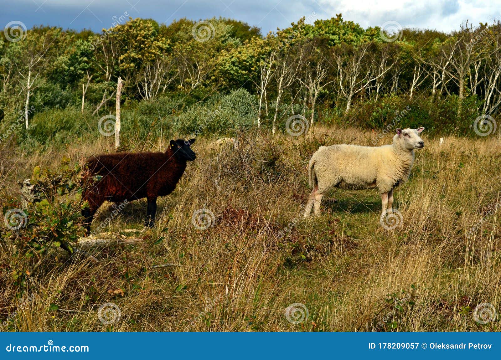 Black Sheep and White Sheep are Staring To the Side Stock Image - Image ...