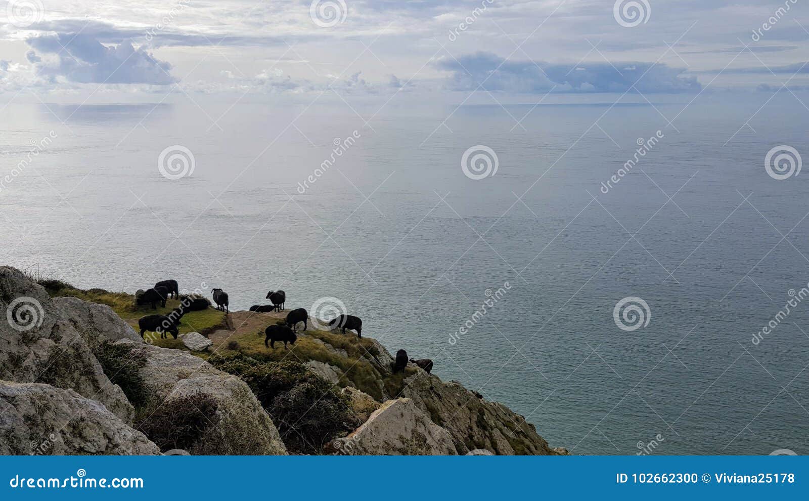 Black sheeps stock photo. Image of black, cliff, animals - 102662300