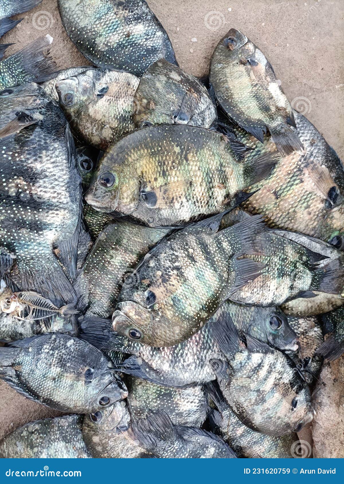 Black Sheepshead Fish in the Market Stock Image - Image of turtle ...