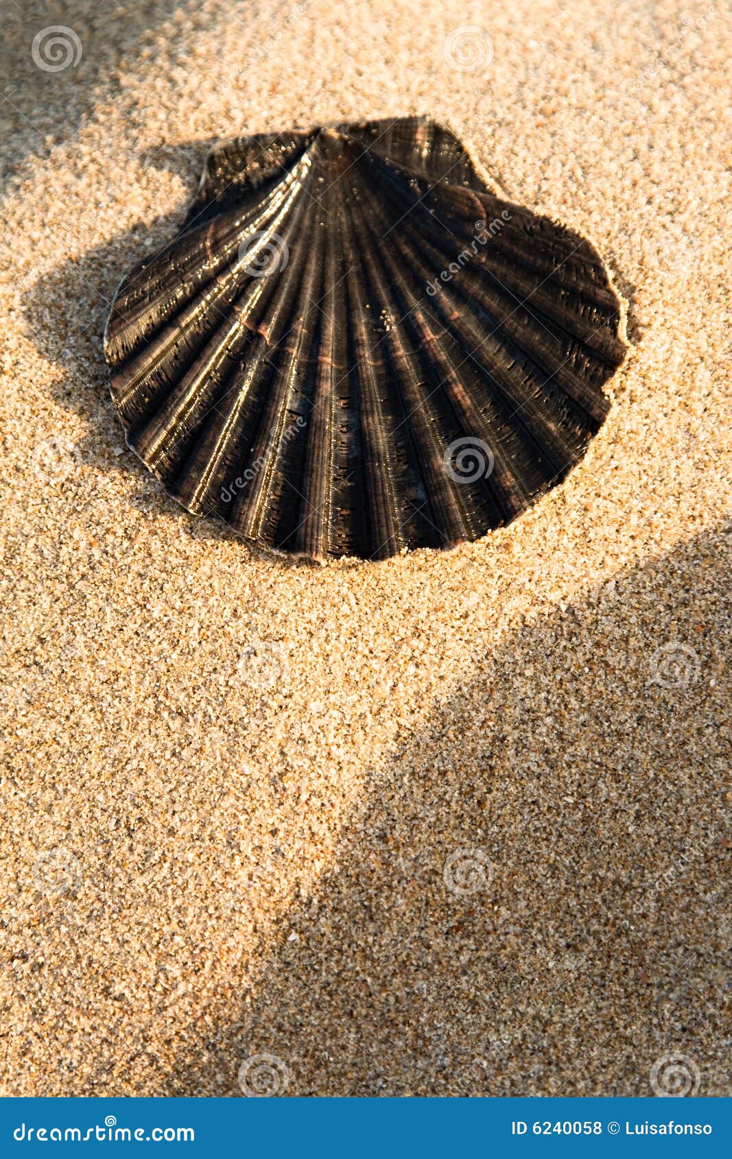 Black Shell stock photo. Image of crustacean, marine, holiday - 6240058