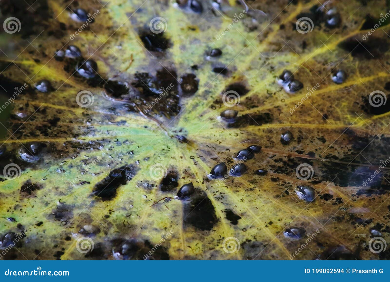 Black Shell on Decaying Lotus Leaf Stock Photo - Image of rotting ...