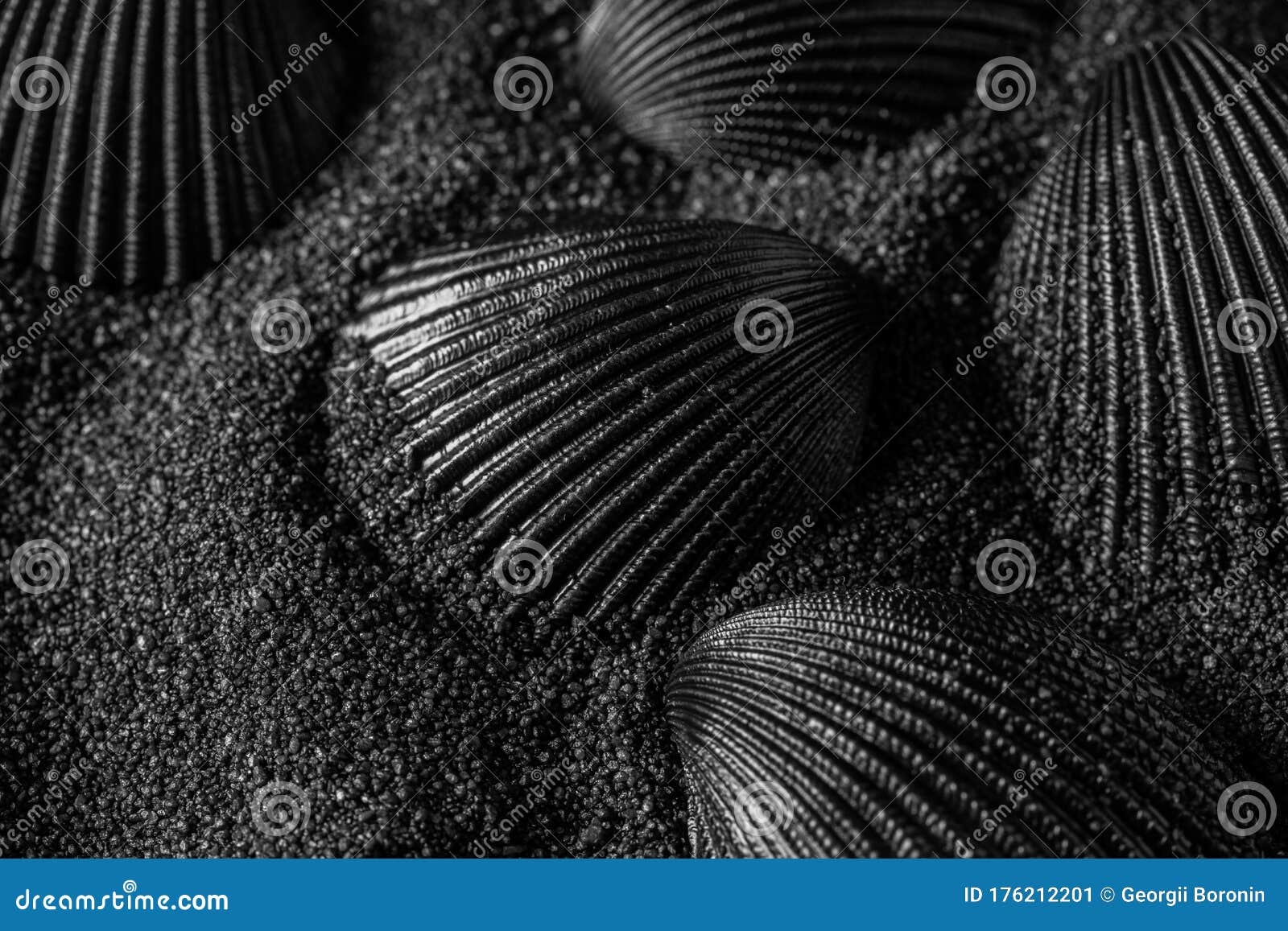 Black Shell on a Black Sand Dunes Background. Black Design. Stock Image ...