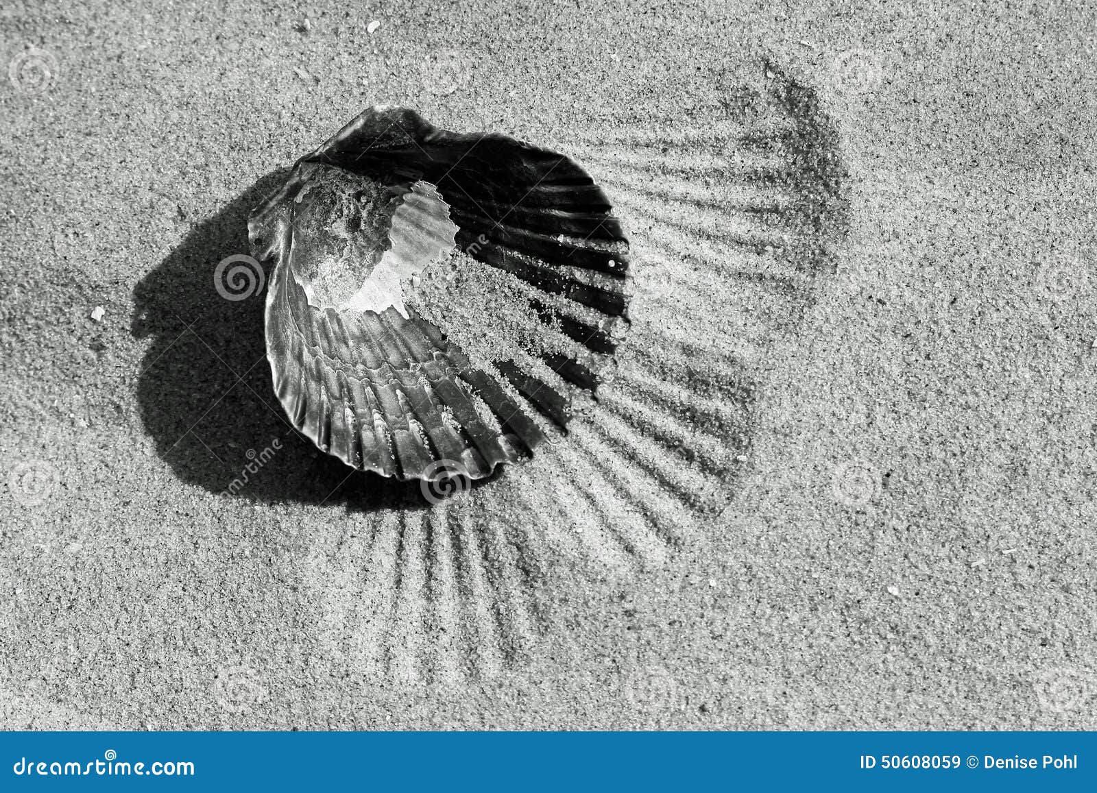 Black Shell stock image. Image of nature, theme, seashell - 50608059