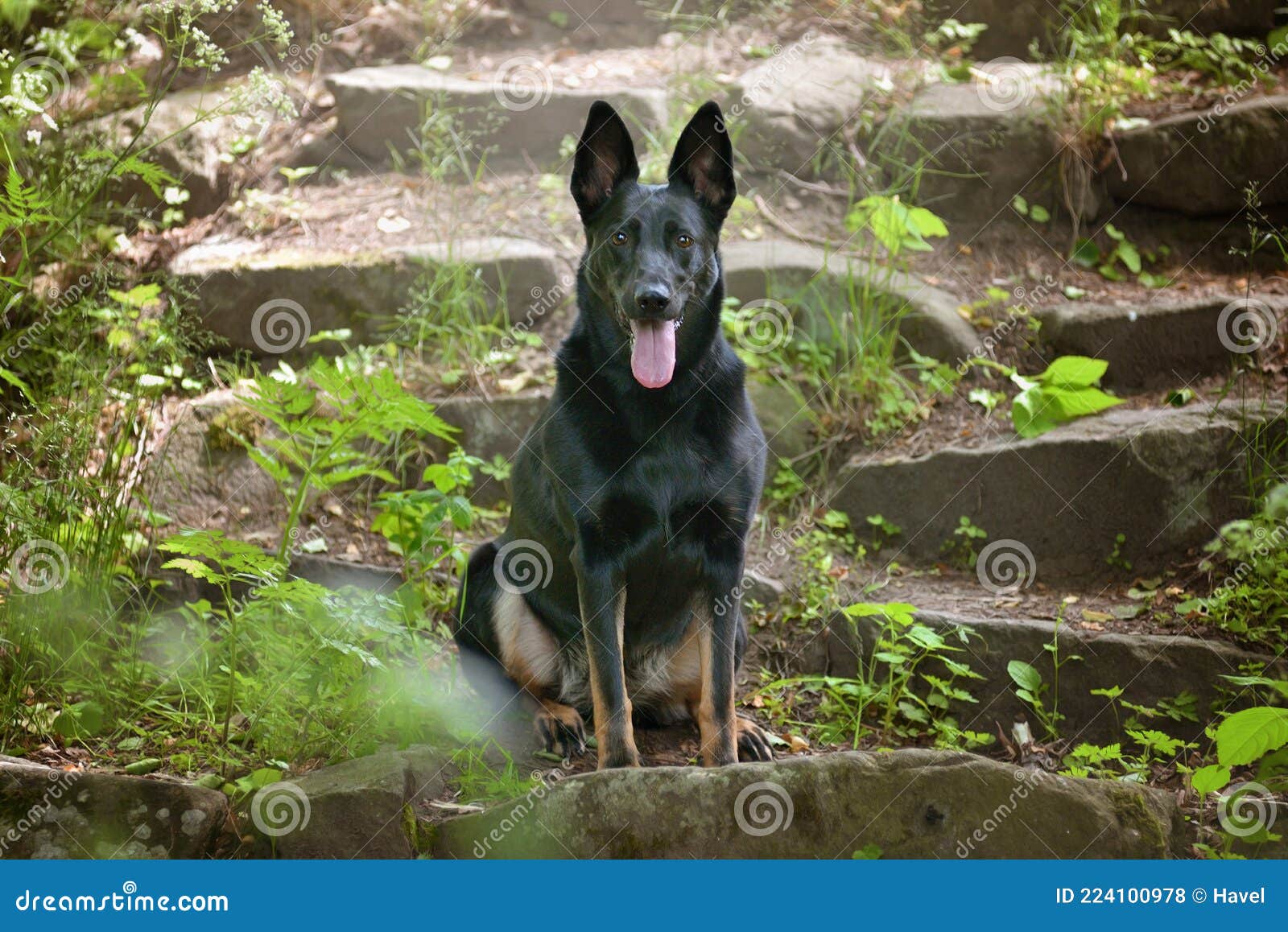 Black Shepherd Sitting on the Steps in the Woods Stock Photo - Image of ...