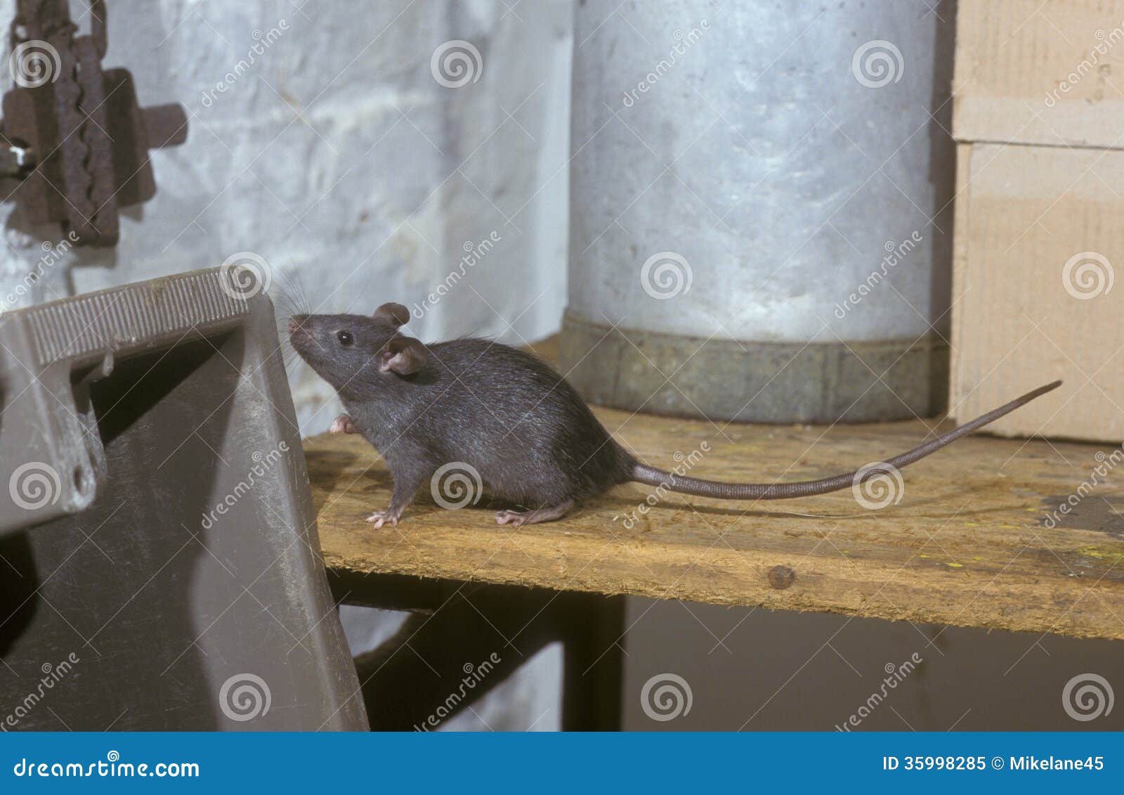 Black or Ship Rat, Rattus Rattus Stock Image - Image of gerbil, fauna ...