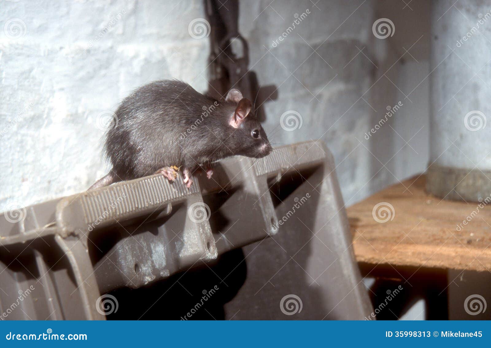 Black or Ship Rat, Rattus Rattus Stock Image - Image of animal, mouse ...