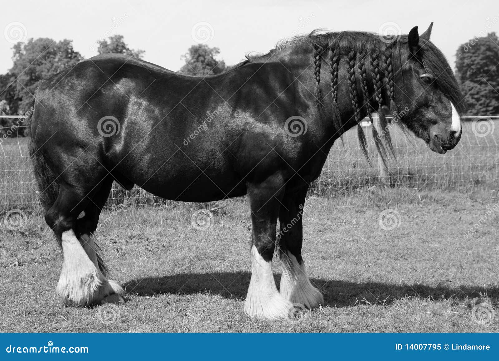 Black Shire Horse Royalty Free Stock Photo - Image: 14007795