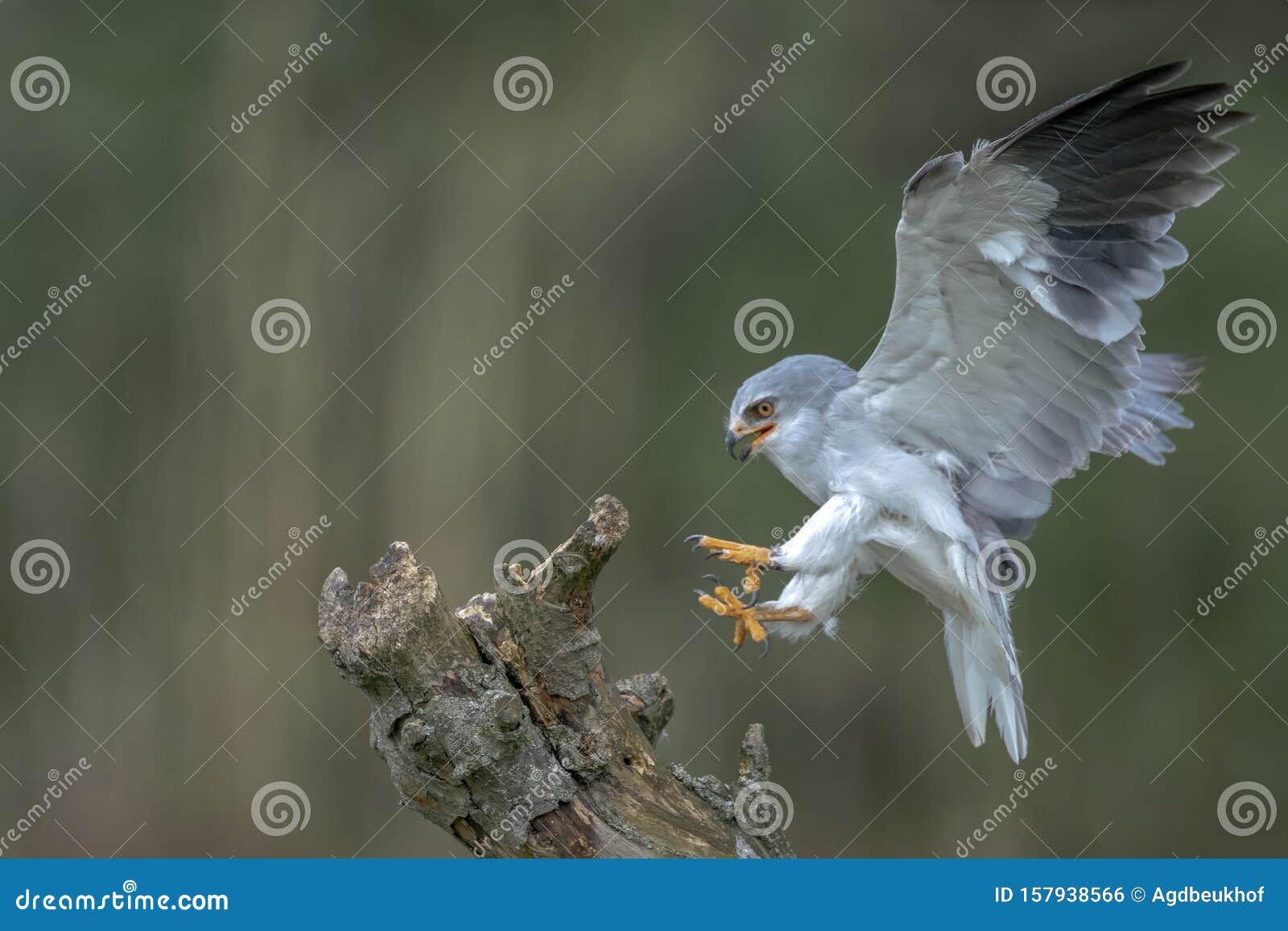 Black-shouldered Kite Elanus Caeruleus Landed on a Tree Trunk. Writing ...