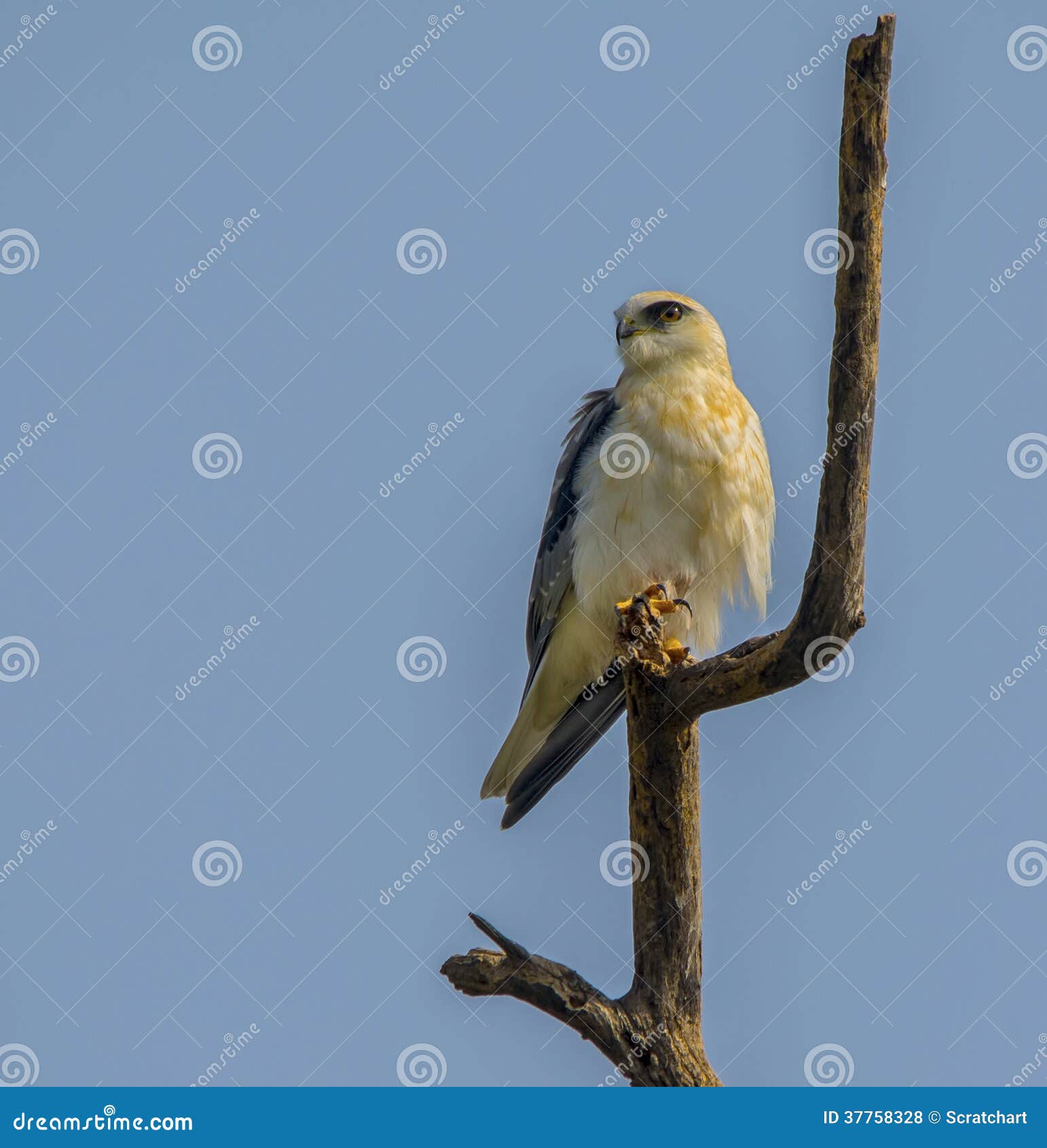 Black Shouldered Kite (Elanus Caeruleus) Stock Photo - Image of elanus ...