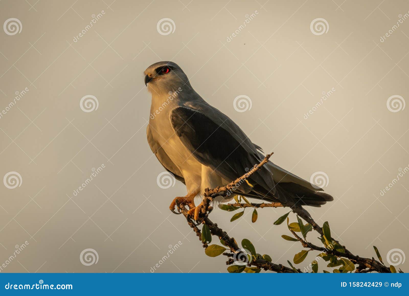 Black-shouldered Kite on Leafy Branch Facing Left Stock Image - Image ...