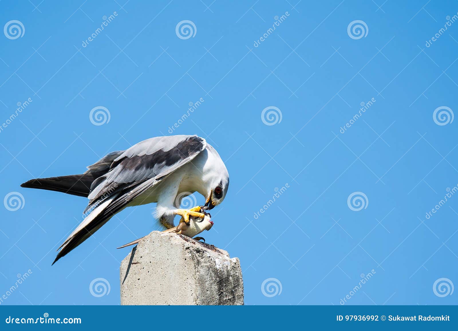 Black Shouldered Kite on the Motar Eat Skink Stock Photo - Image of ...