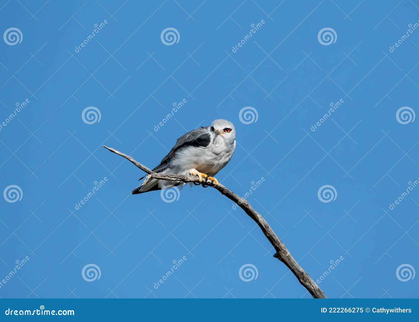 Black-shouldered Kite stock image. Image of bird, grey - 222266275