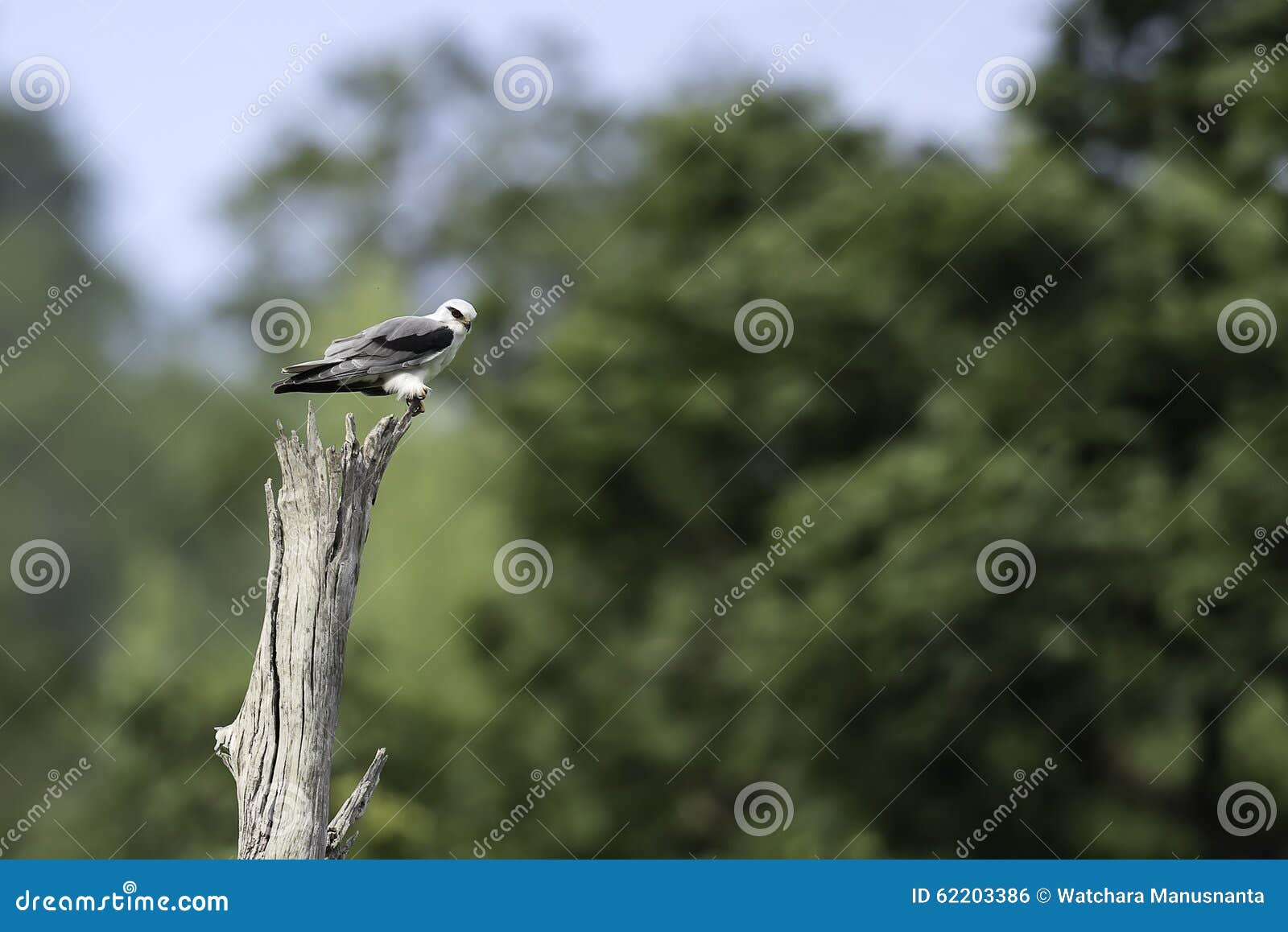 Black-shouldered Kite Stand on Stump Stock Photo - Image of green ...