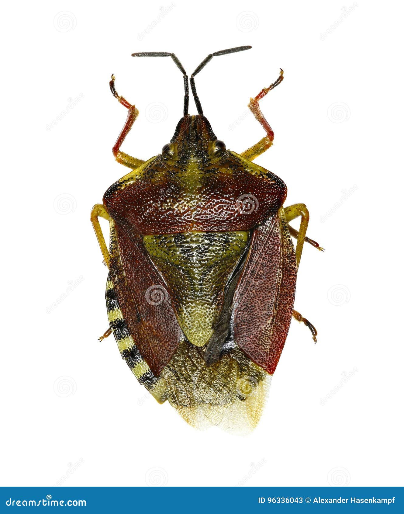 Black-shouldered Shield Bug on White Background Stock Image - Image of ...