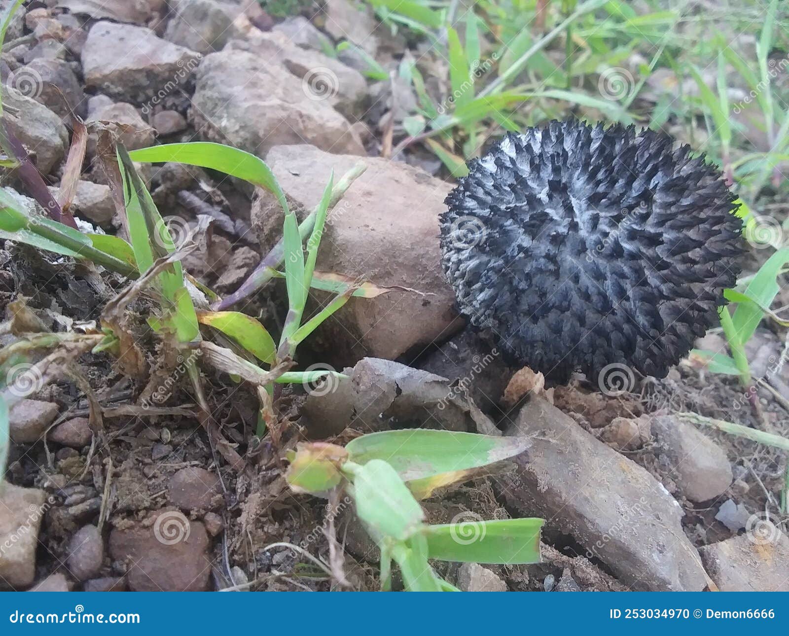 Black shromes puffball stock photo. Image of animal - 253034970