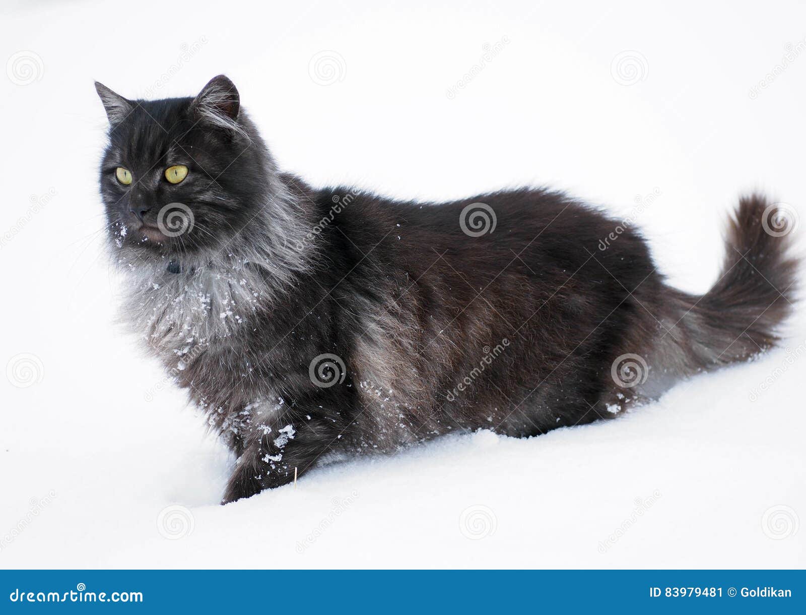 The Black Siberian Cat on Deep Snow Stock Image - Image of deep, fluffy ...