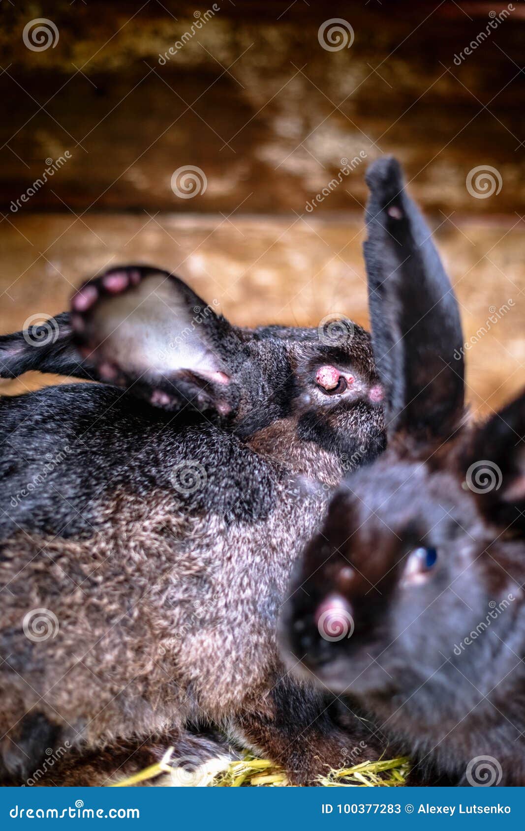 Black Sick Rabbit in the Cage with Myxomatosis Stock Image - Image of ...