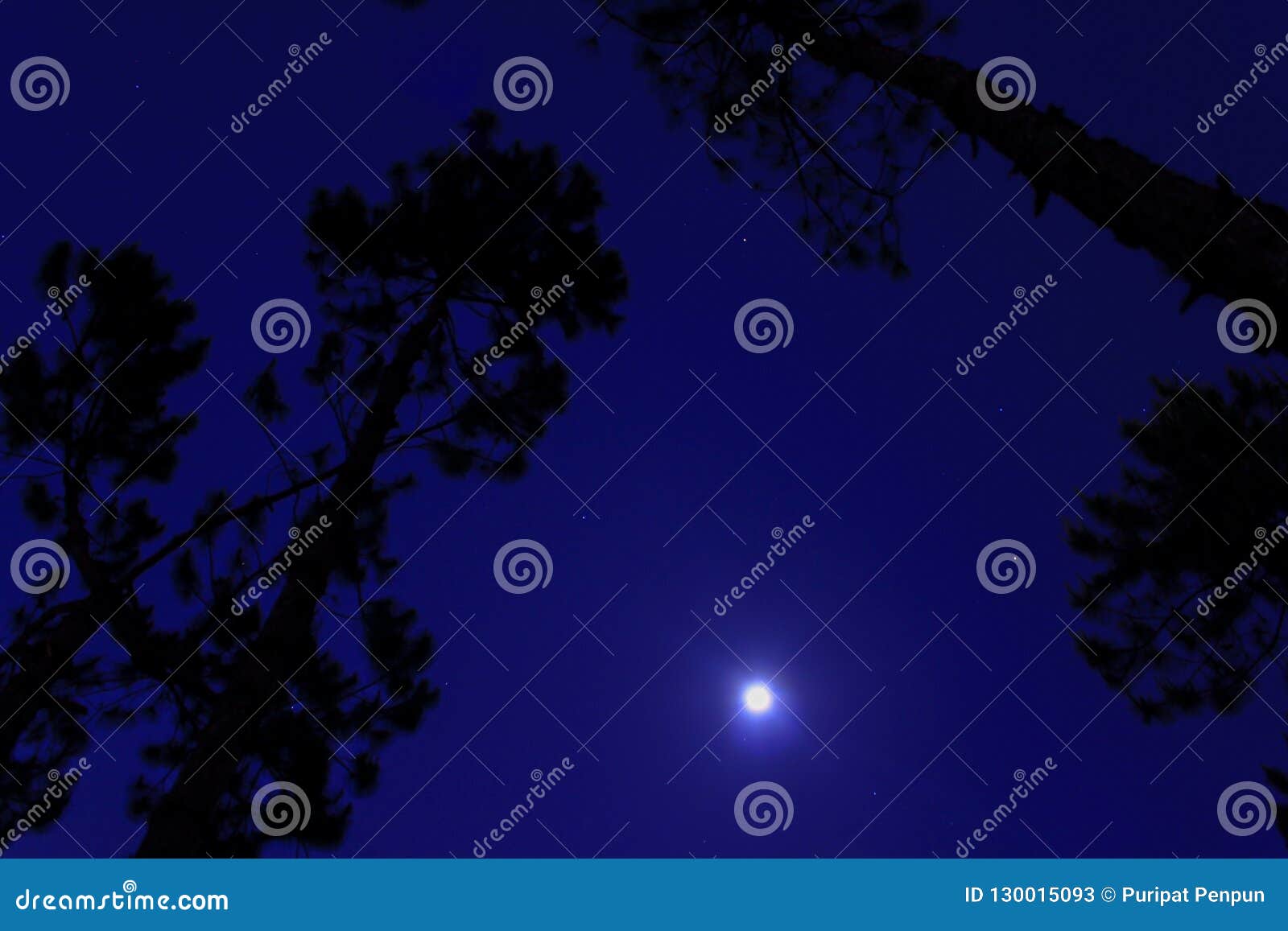 Silhouettes of Tree Branches at Night. Stock Image - Image of autumn ...
