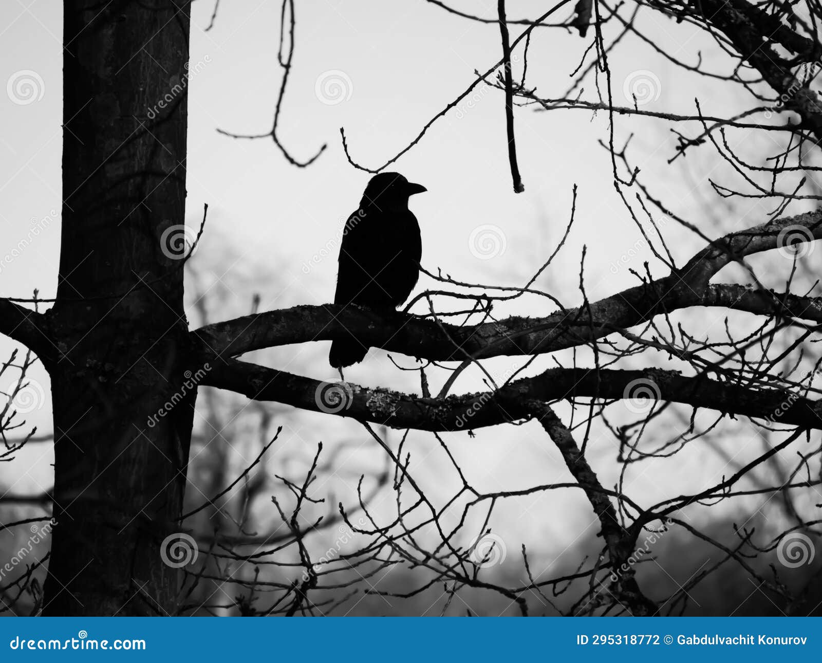 Black Silhouette of Crow on Tree in Evening Forest Stock Photo - Image ...