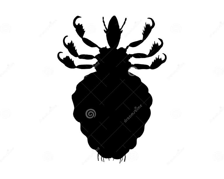 The Black Silhouette of a Louse Stock Vector - Illustration of ...