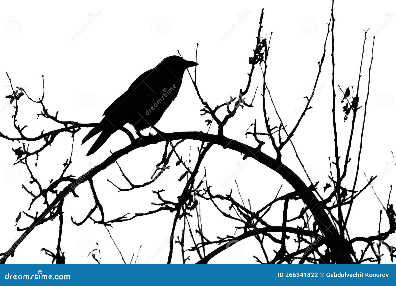 Black Silhouette of Raven Perching on a Tree Branch Stock Illustration ...